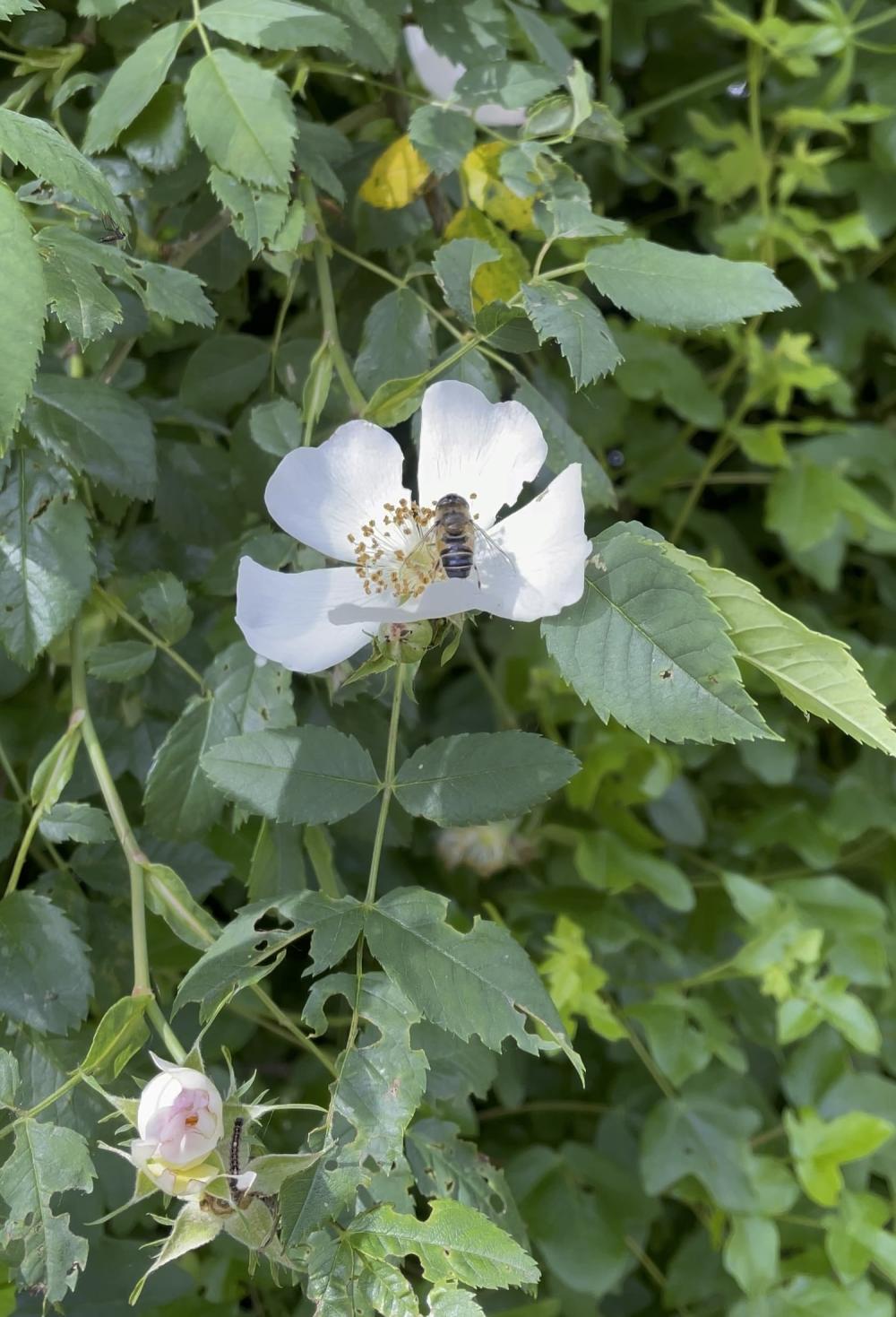 Mellifere.com | Eglantine ou Eglantier commun ou Rosier des haies