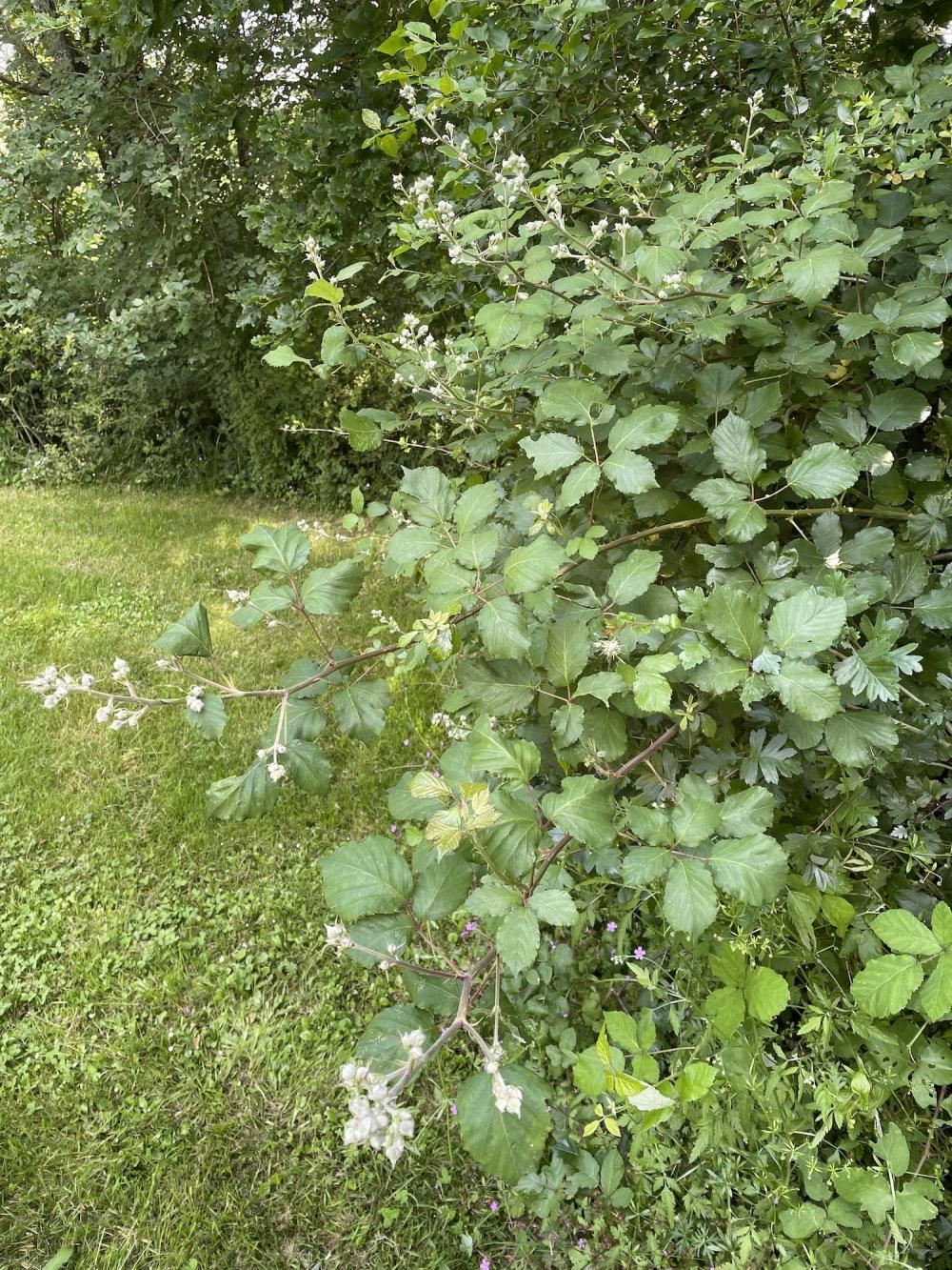 Mellifere.com | Ronce ou Ronce commune ou Ronce des haies