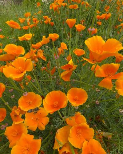Mellifere.com | Pavot de Californie ou Pavot d'Amérique